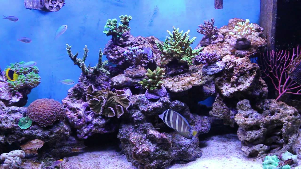 Marine Reef Tanks - HD Time lapse - YouTube