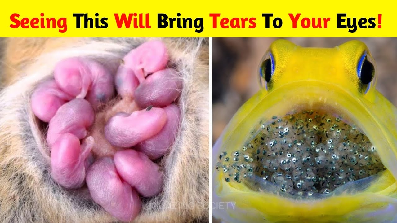 See How Difficult Children Are Born | Strangest Ways Animals Give Birth ...