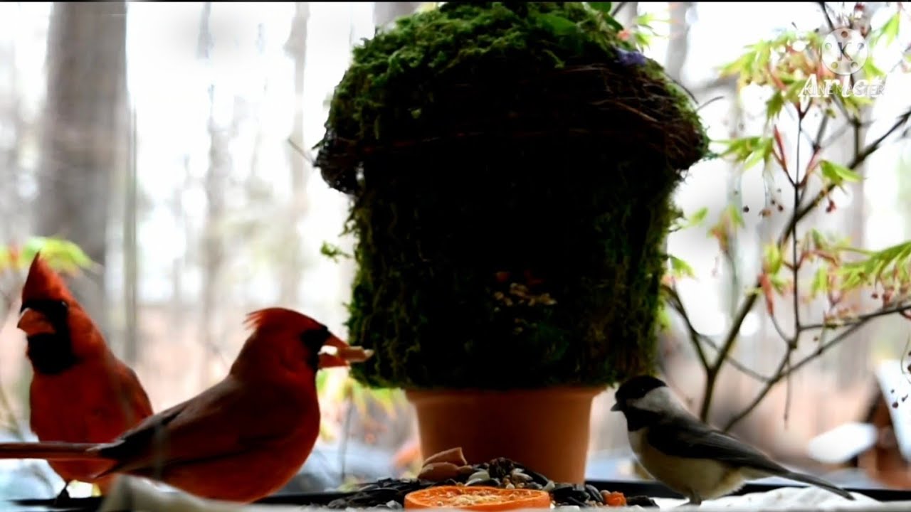 Beautiful Northern Cardinal and Checkadee, bird feeders, lindos ...