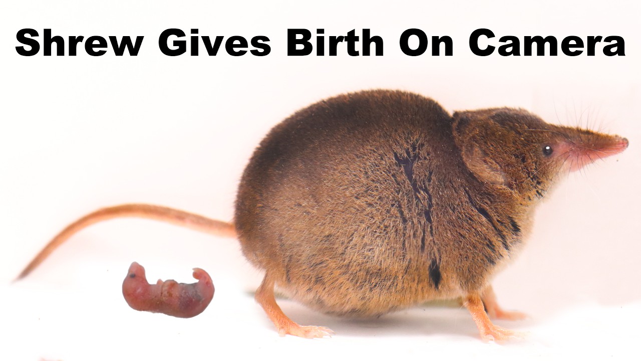 Tiny Shrew Gives Birth To 5 Babies On Camera While Filming This Video ...