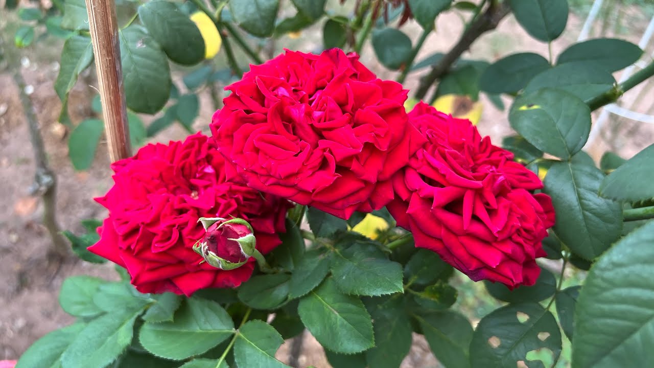 ep.236 กุหลาบเมื่อรับแสงแดดที่เหมาะสม ผลรับที่ได้ทำให้ใจฟูมากๆค้าาาาาา ...