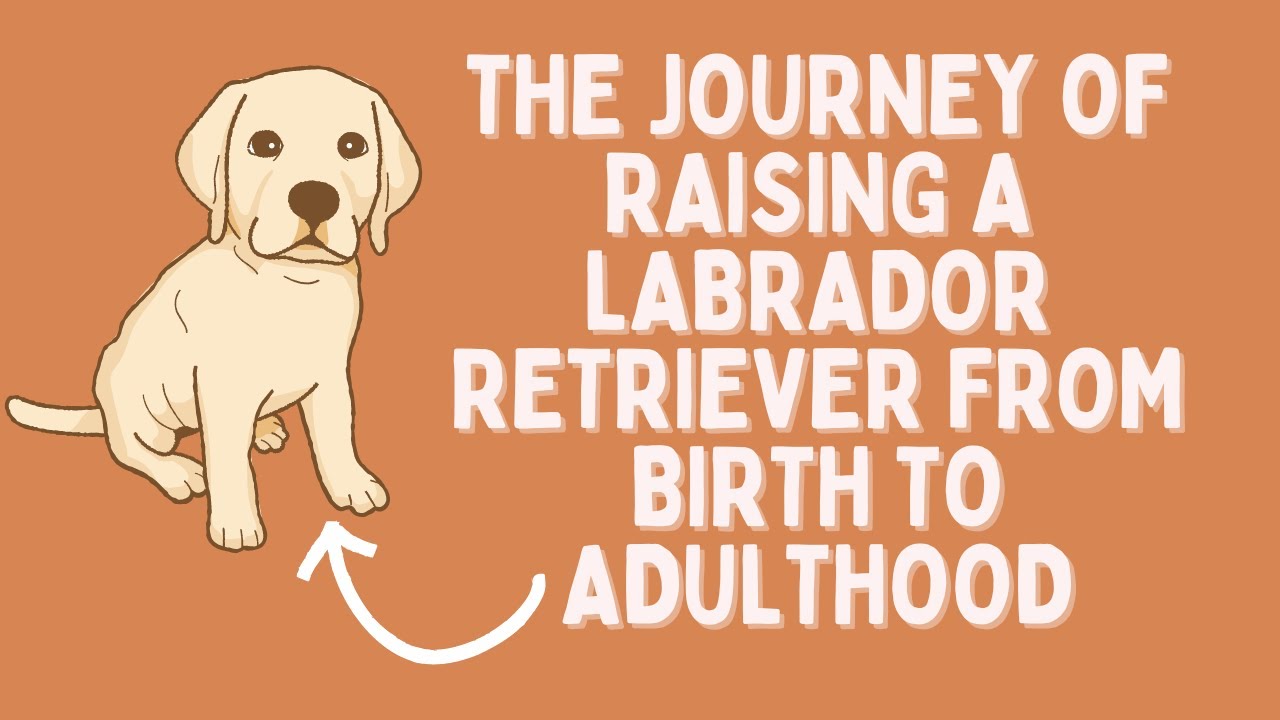 Puppy Love: The Journey of Raising a Labrador Retriever from Birth to ...