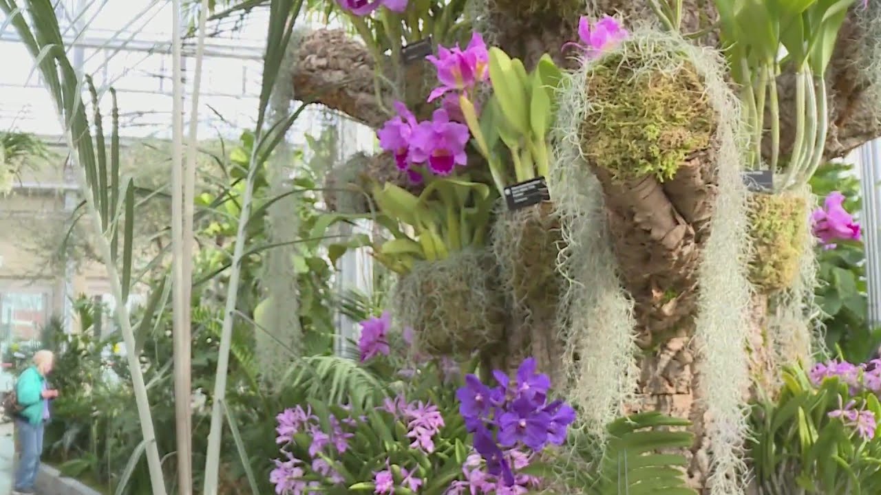 MoBOT's Orchid Show is a tropical getaway right in south St. Louis ...