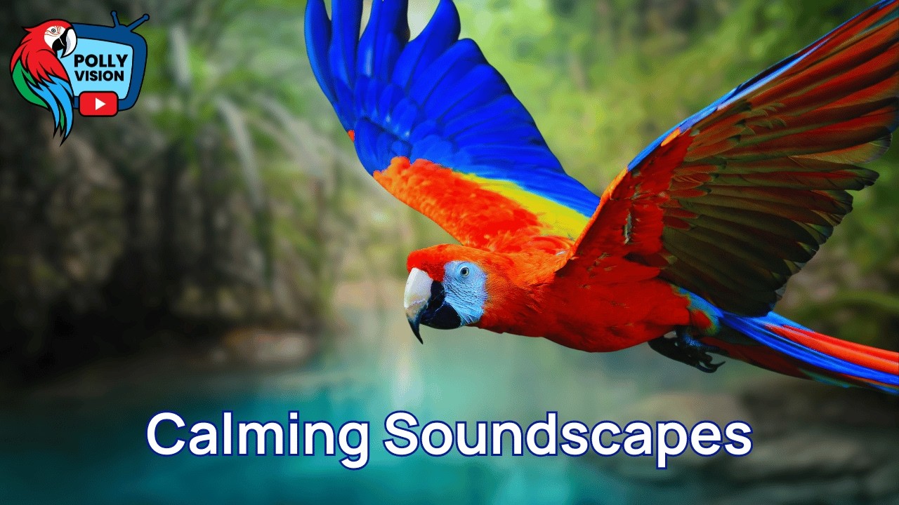 Parrot Soundscapes for CALMING your companion birds - YouTube