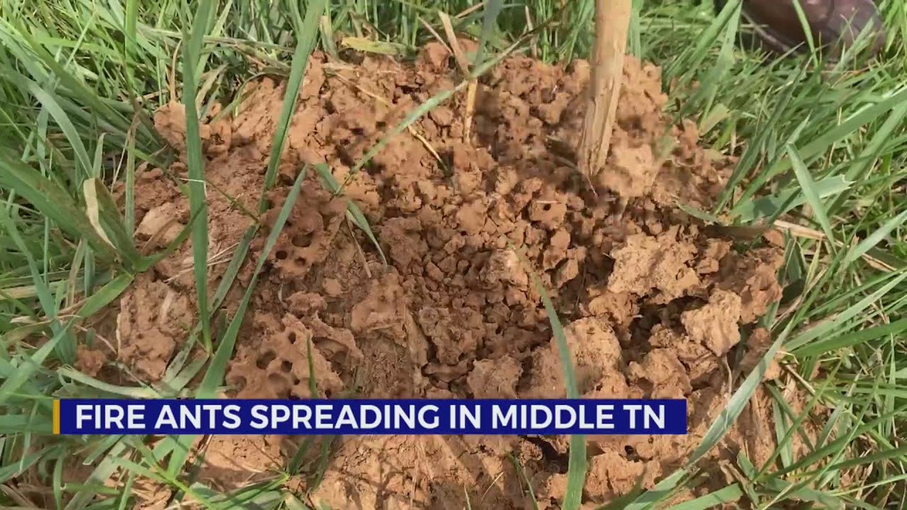 Fire ants spreading in Middle TN - YouTube
