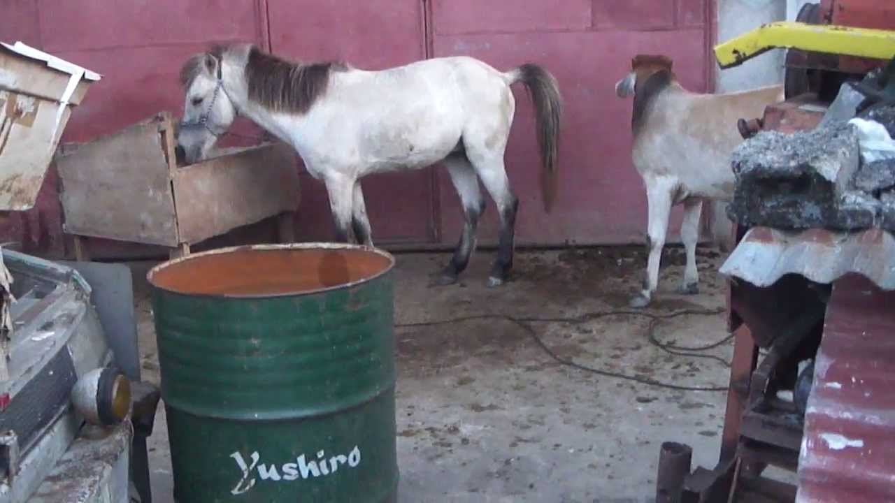 COW FAIL COMPILATION 2013 - YouTube