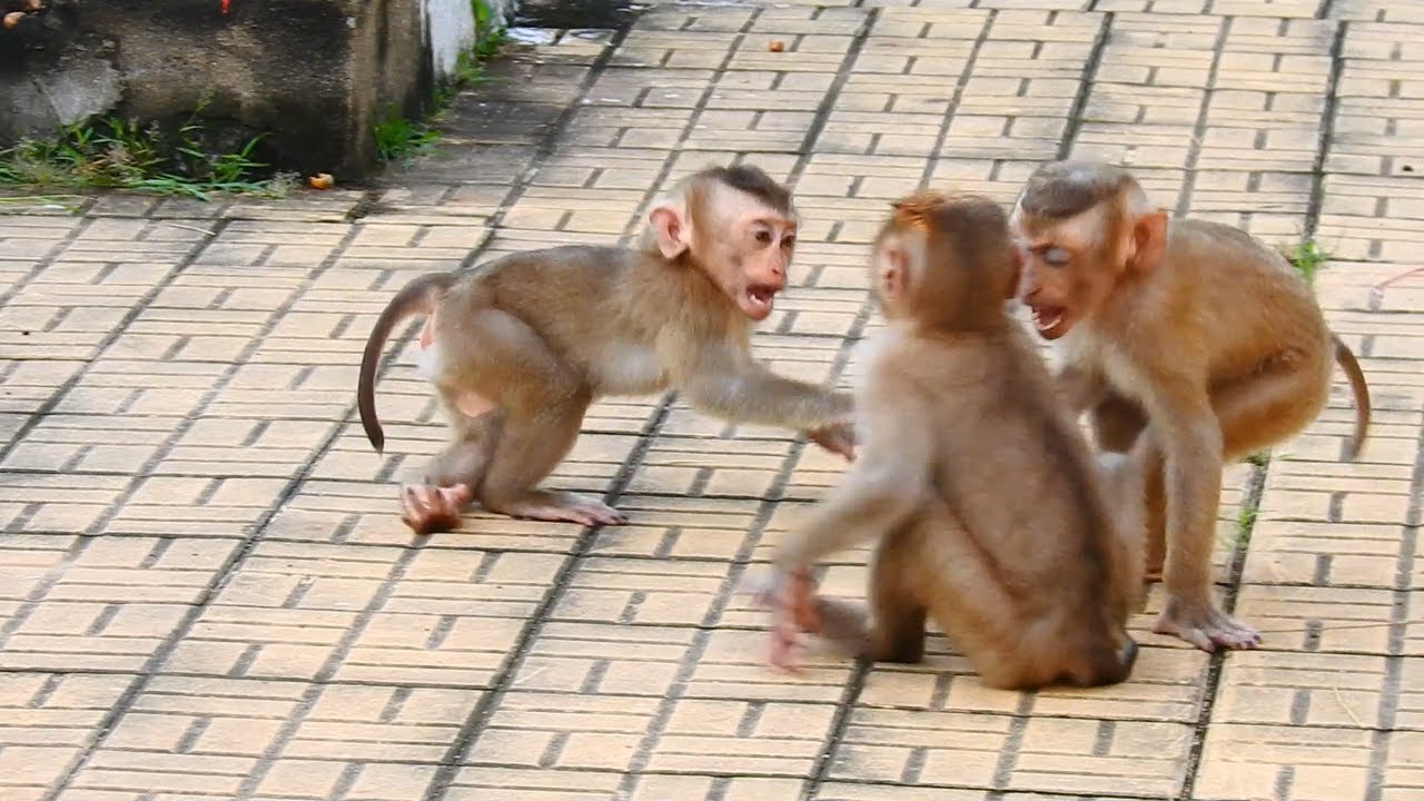 Oh ho ! Group of Lovable Little Monkeys Rockstar, Saro, Sacky, fighting ...