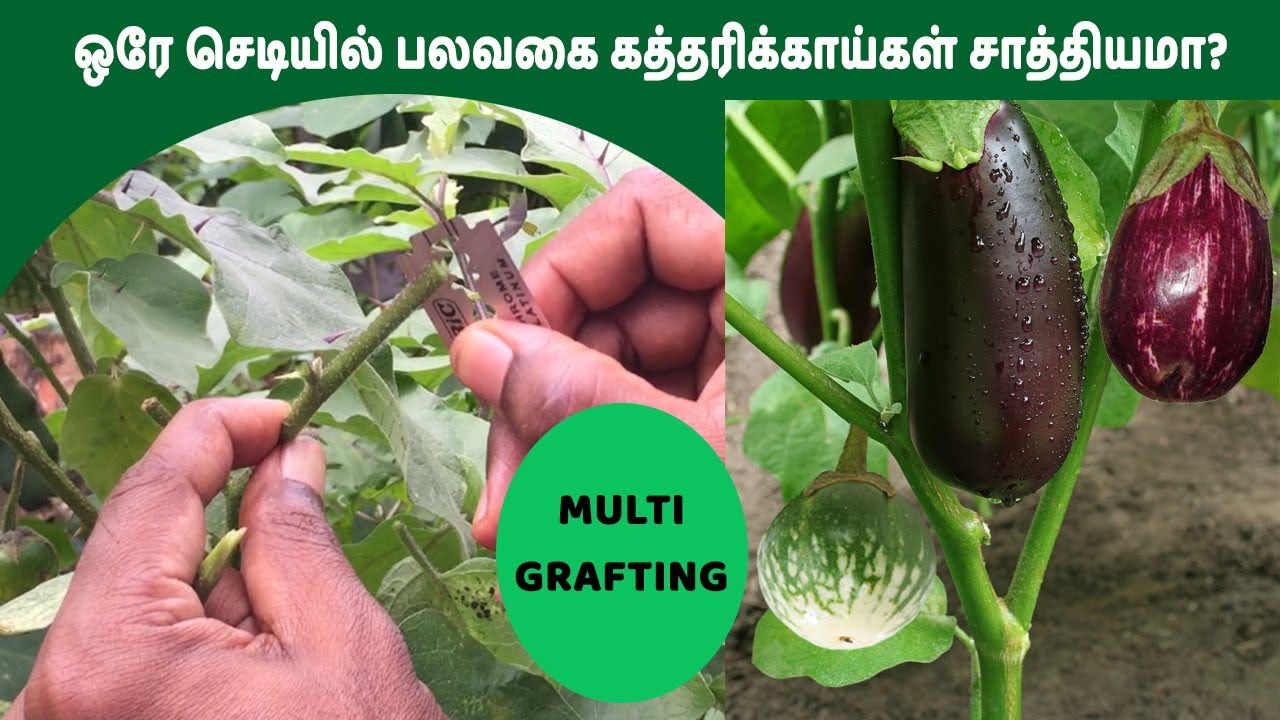 Multi Grafting Eggplant | Elabatu | Tamil | ஒரே செடியில் பலவகை ...