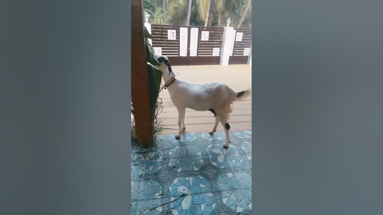 Goat mind voice 😂 - YouTube