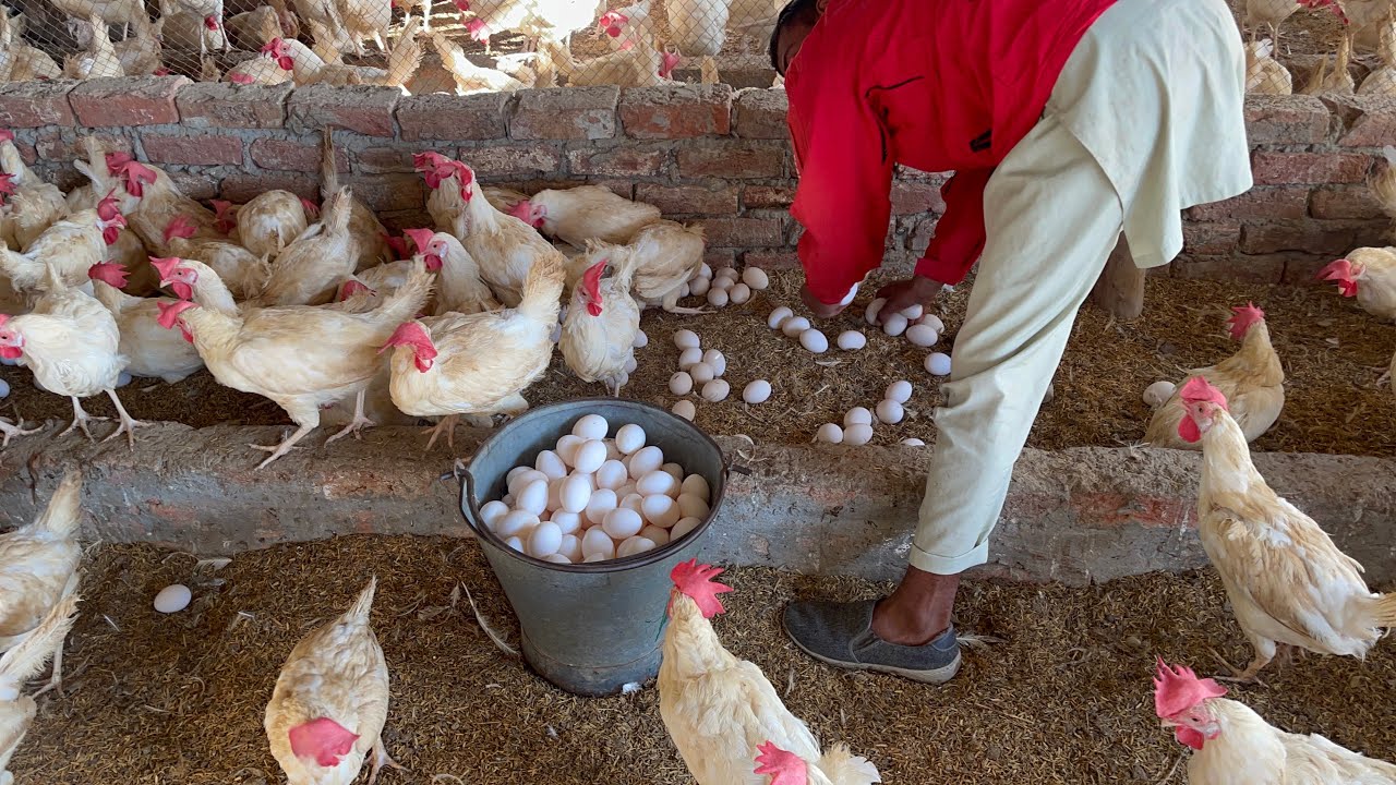 Hen Farming | Hen Farming In Home | Hen Farming Pakistan | Hen Farm ...