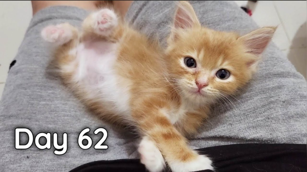 Hooman You Are My Bed Now - Baby Kittens Growing Up Day 62 - YouTube
