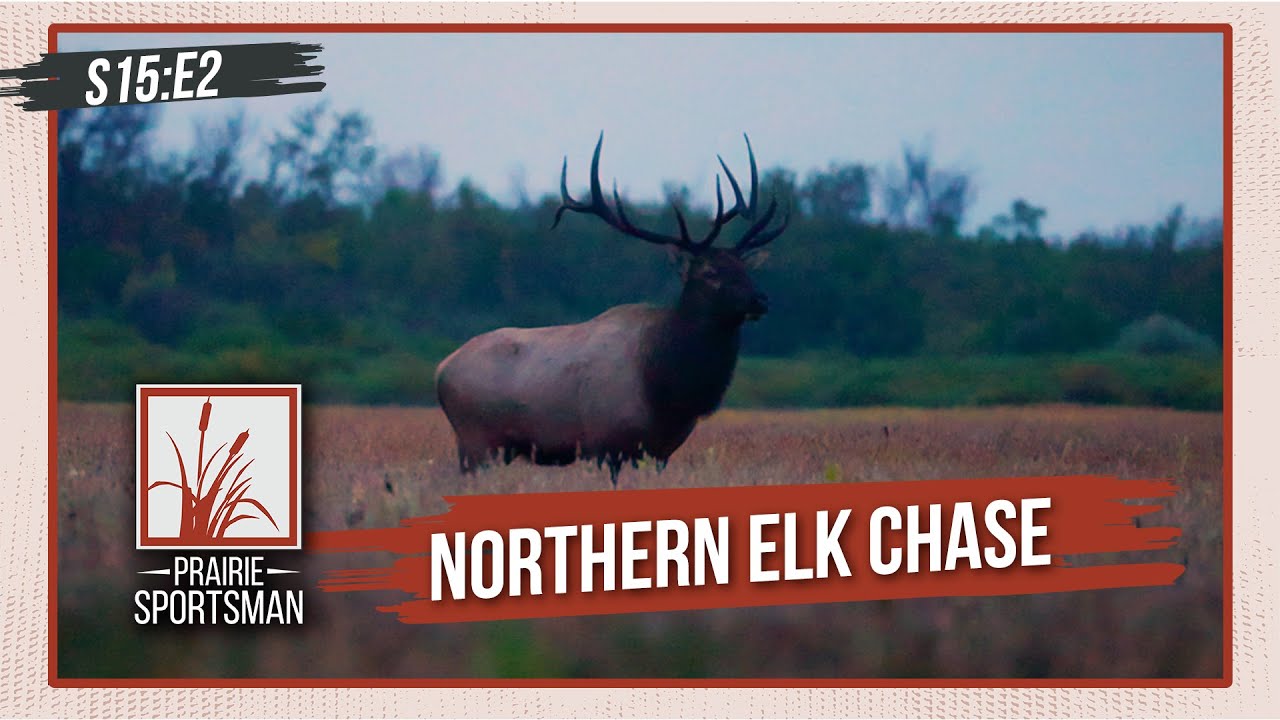 Northern Elk Chase | Prairie Sportsman (1502) - YouTube