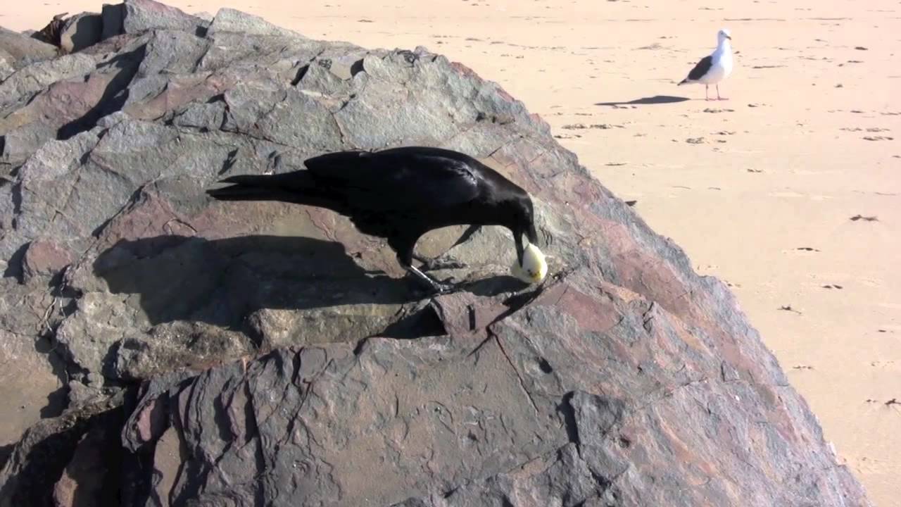 Killing Wild Ravens Using Poisoned Eggs? - YouTube