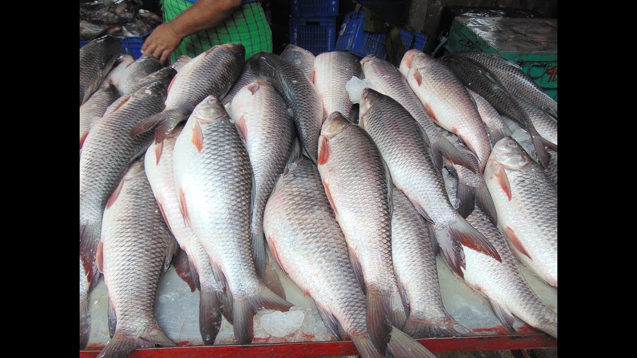 How to Fillet a Big Rohu fish |Amazing fillet fish skills |Fish fillet ...