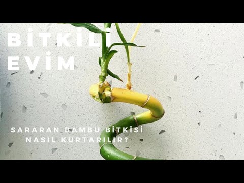SARARAN BAMBU BİTKİSİ NASIL KURTARILIR? KESİN ÇÖZÜMLÜ YÖNTEM/BİTKİLİ EVİM