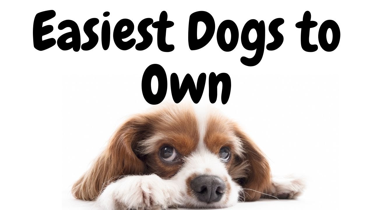 Easiest Dogs to Own - YouTube