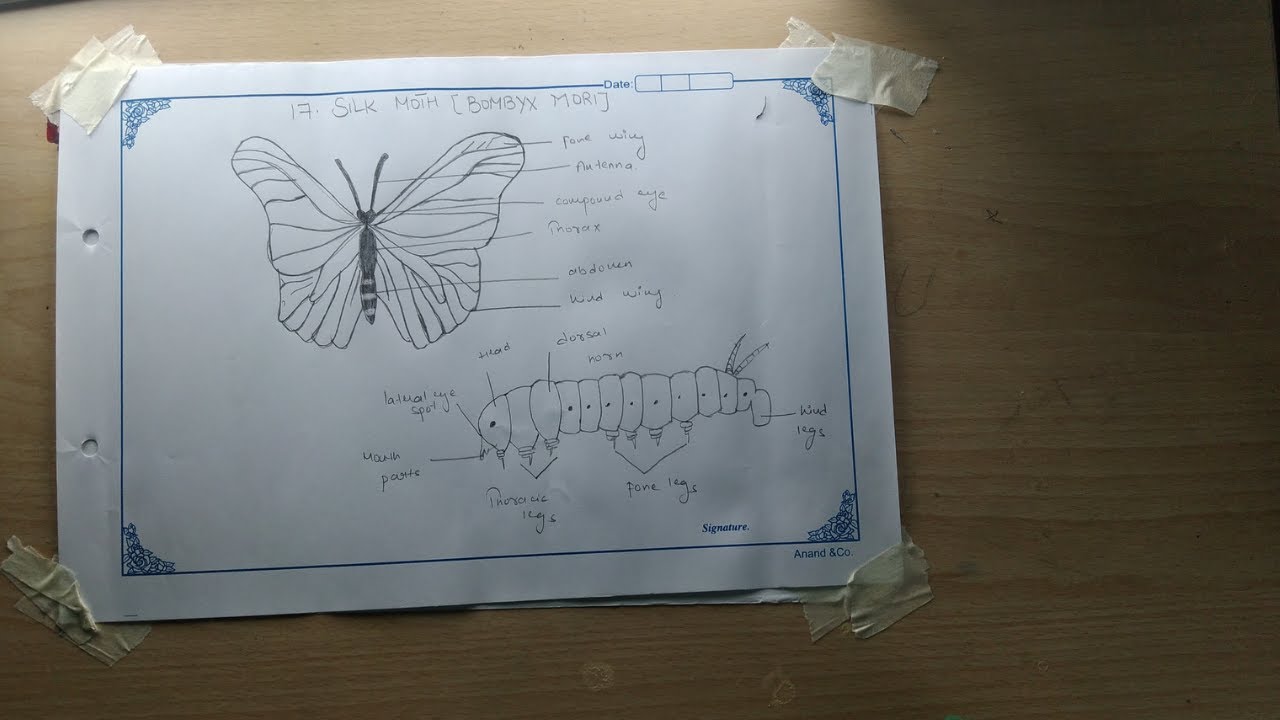 #Intermediate #129 zoology practical record. How to draw Silk moth ...