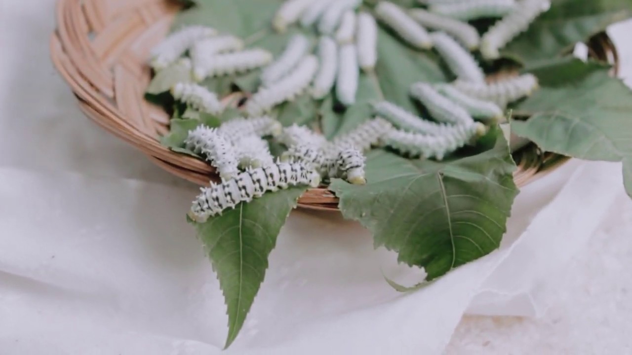 Eri Silkworm Life Cycle - YouTube