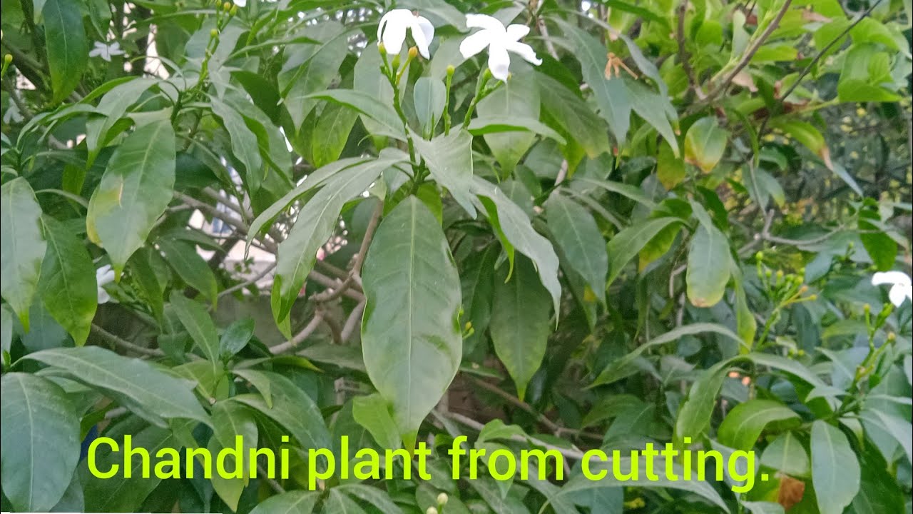 chandni plant from cutting. annual flowers - YouTube
