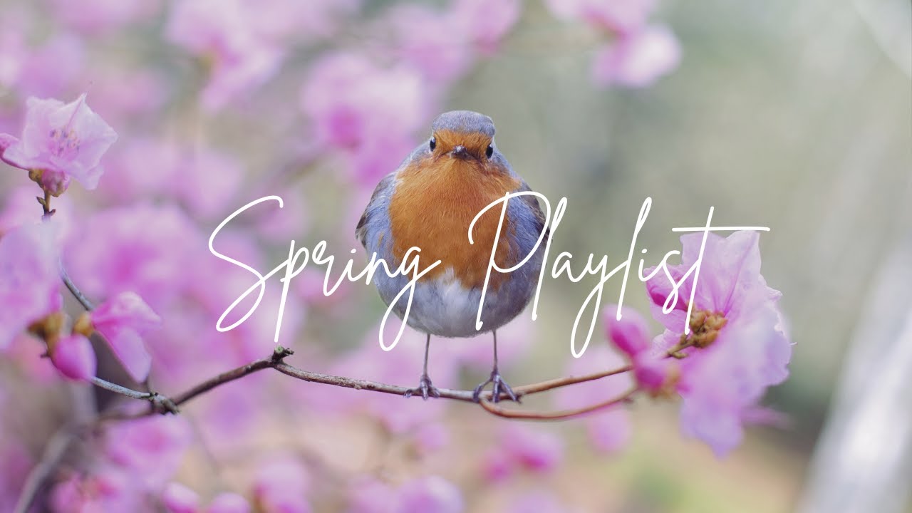 Celebrate the onset of spring with music🪻🎶 | Spring Playlist🌼 - YouTube