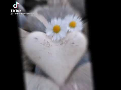 Papatya sevenler burdasiz ?...