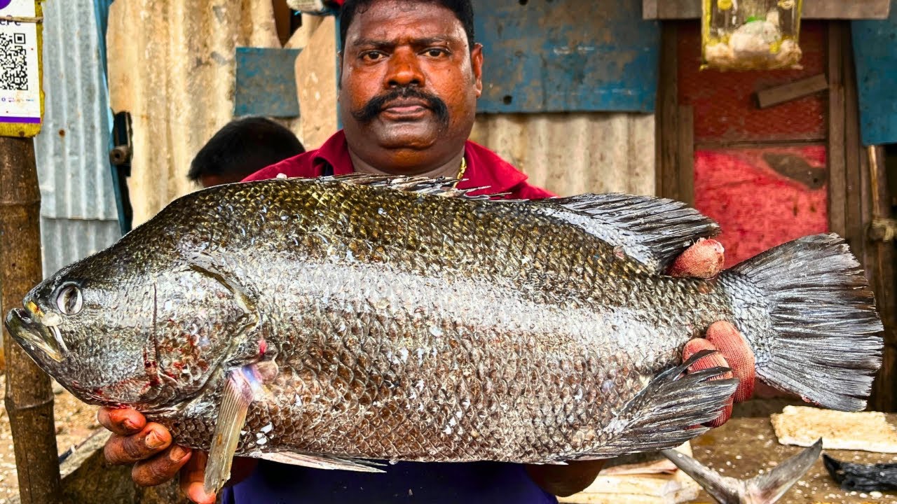 KASIMEDU SPEED SELVAM KODUVA FISH CUTTING VIDEO CUTTING FOCUS - YouTube