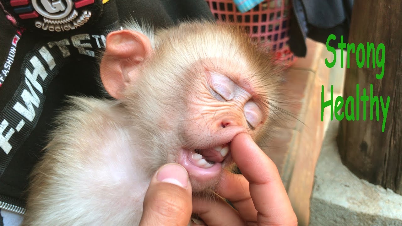 Checking Monkey Teeth! While Abbey In Deep Sleep On Brother's Hand ...