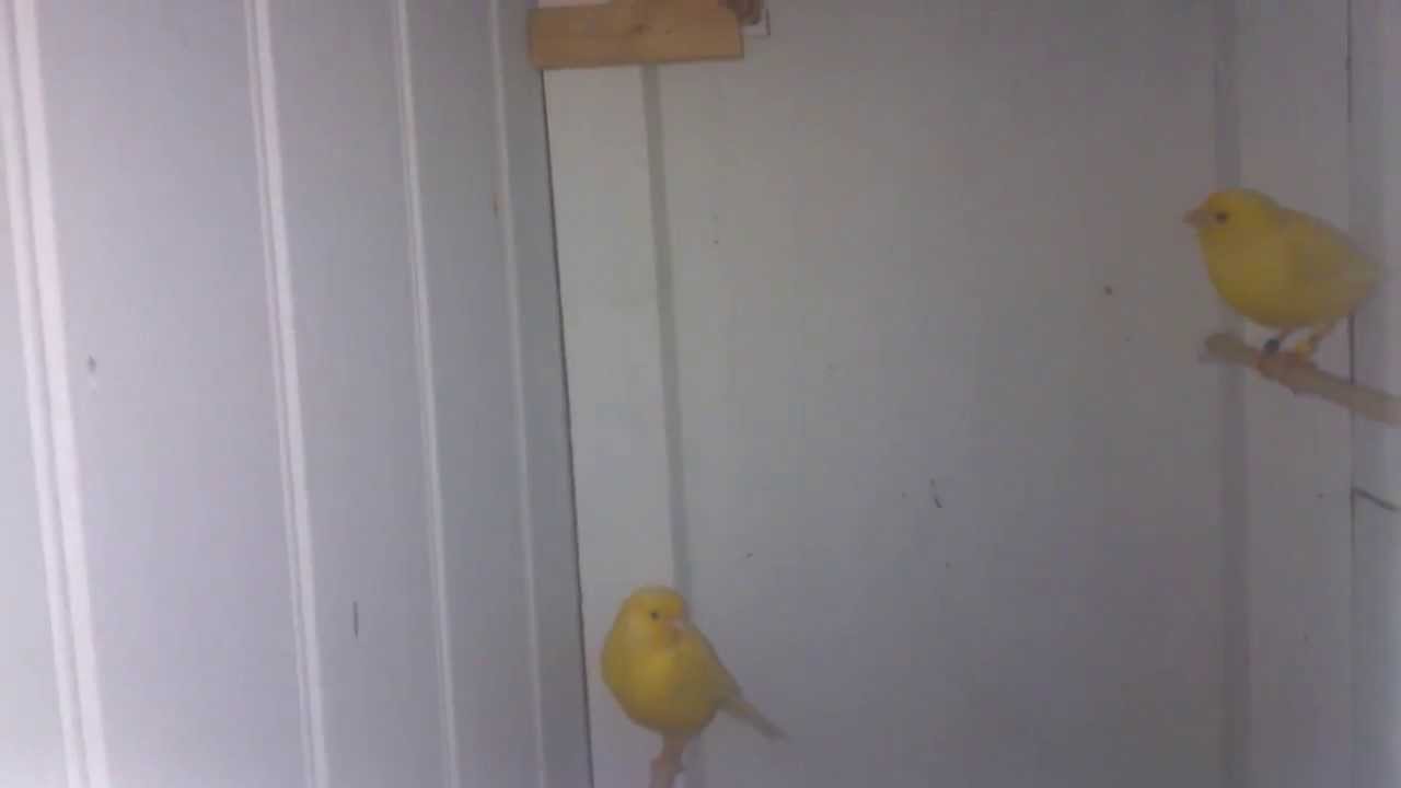 Irish fancy canarys an gloster canary - YouTube