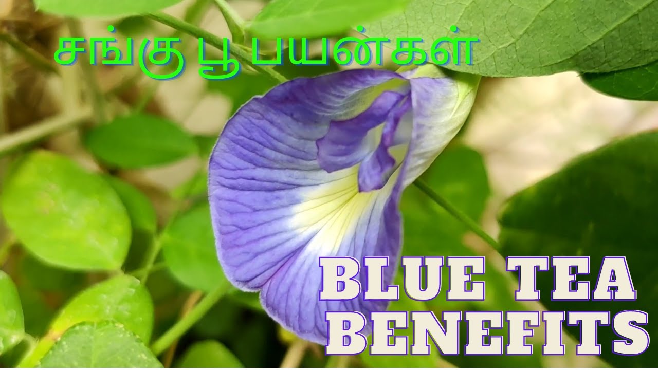 சங்கு பூவின் பயன்கள் |sangu poo benefits in tamil|sangu poo blue tea ...