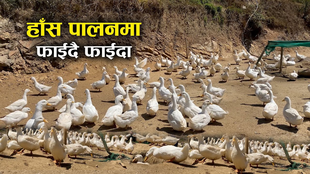 पेकिङ जातको हाँस पालनमा फाईदै फाईदा || American Pekin Duck farming in ...
