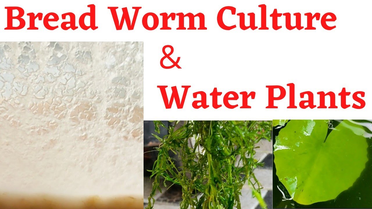BREAD WORM CULTURE AND WATER PLANTS !!! - YouTube