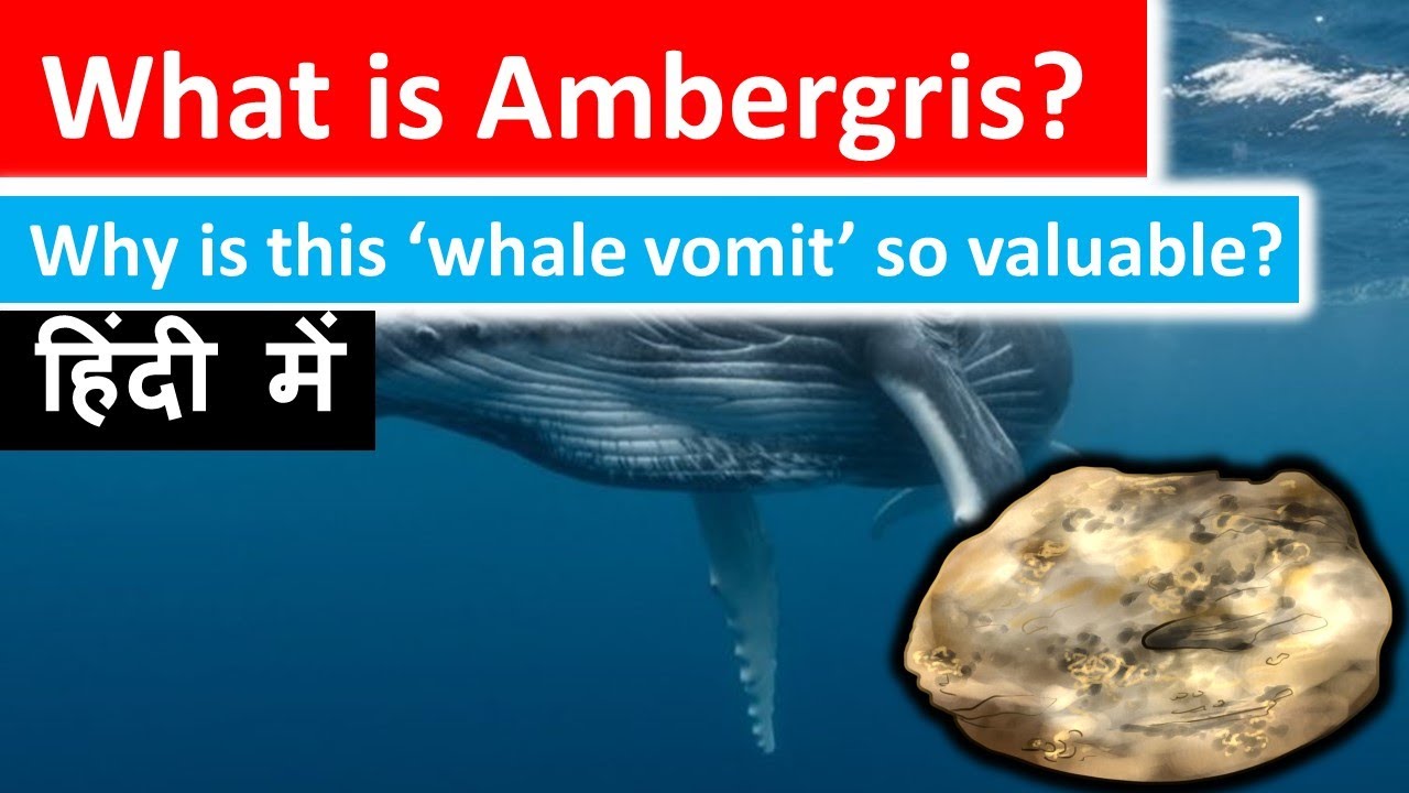 What is Ambergris ? | #ambergris #ias #ssc #upsc #floatinggold - YouTube
