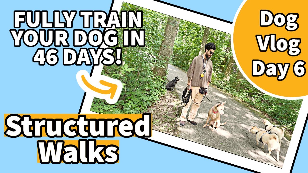 How To Add Structure To Your Dog’s Walk - Dog Vlog Day 6 - YouTube