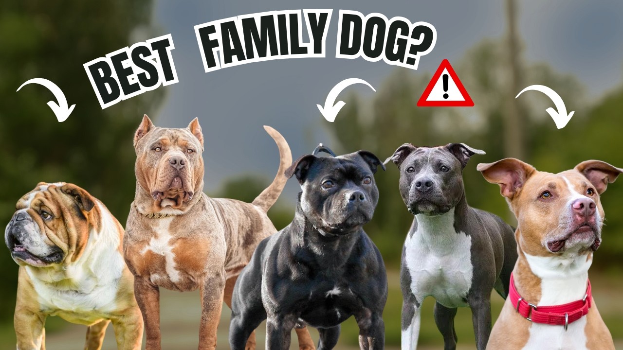 How to Choose the Right Bull Breed Dog for Your Family - YouTube