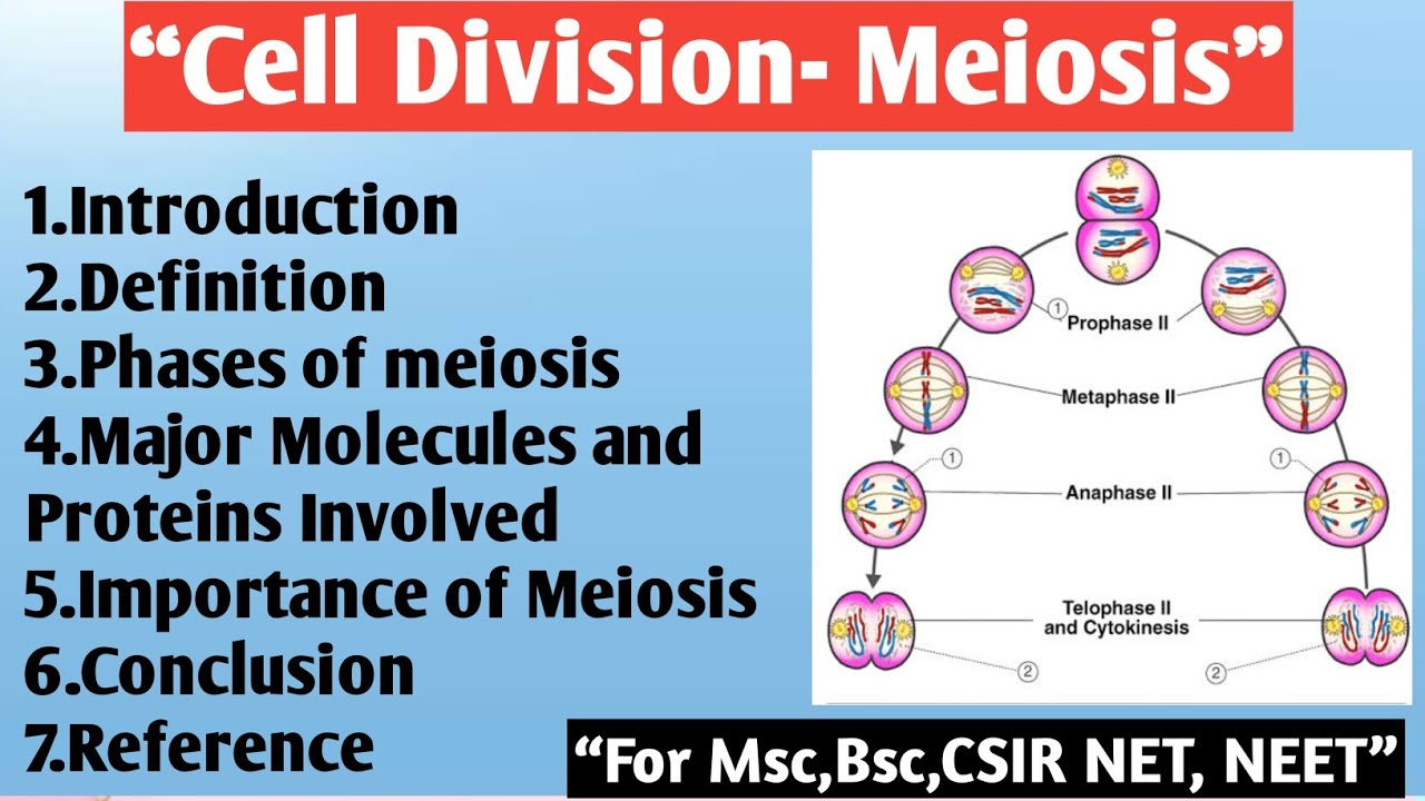 Cell Division | Meiosis | Phases of Meiosis | Major Molecular and ...