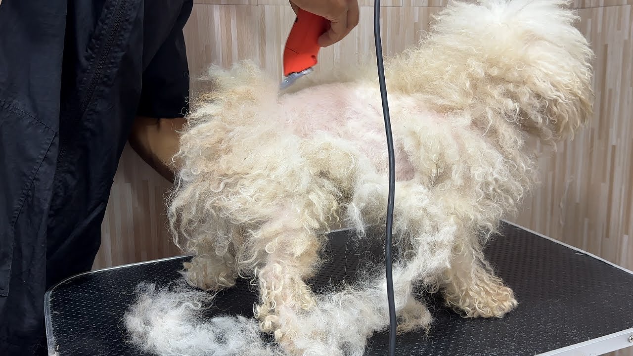 This old Bichon shouldn't have wait too long to get grooming - severe ...