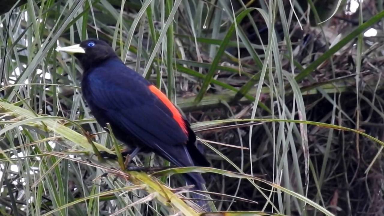 Red-rumped Cacique, Birds weaver weaving the nest, Cacicus haemorrhous ...