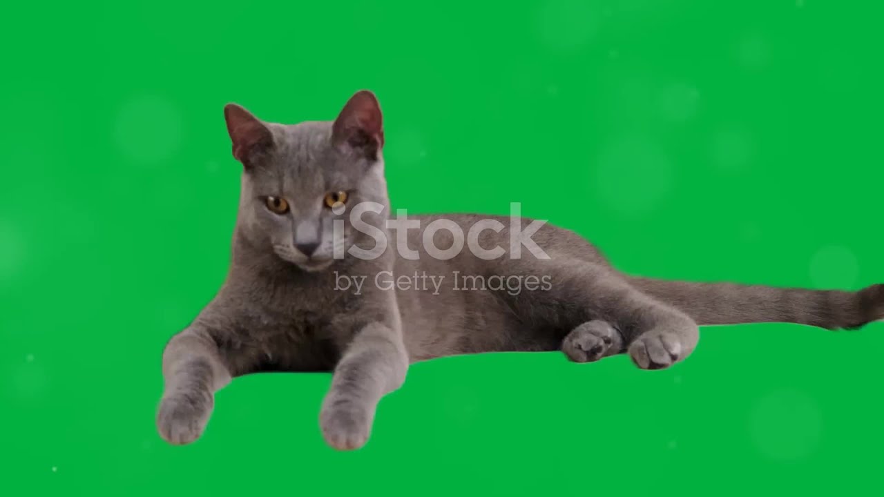 russian blue kittens meowing - YouTube
