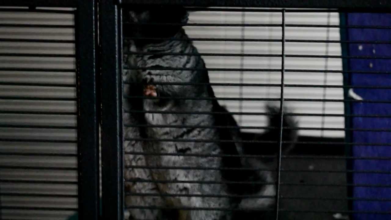 Cinna & Pikachu explore their new cage (2) - YouTube