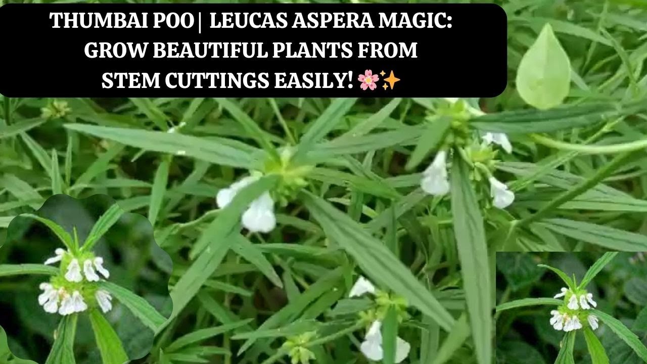 Thumbai Poo | Leucas aspera Magic Grow Beautiful Plants from Stem ...
