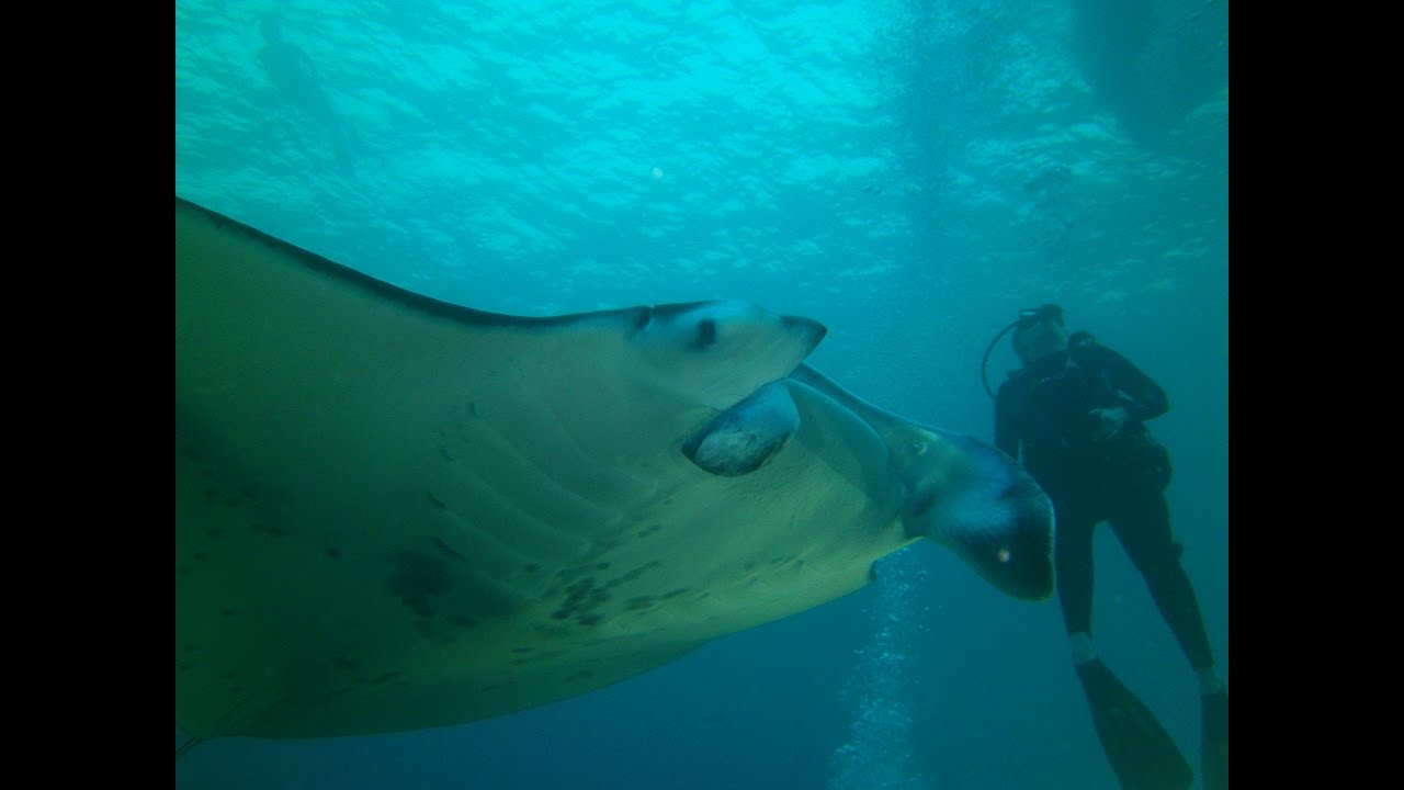 2016 pelagic Magic and Manta Night dives - YouTube