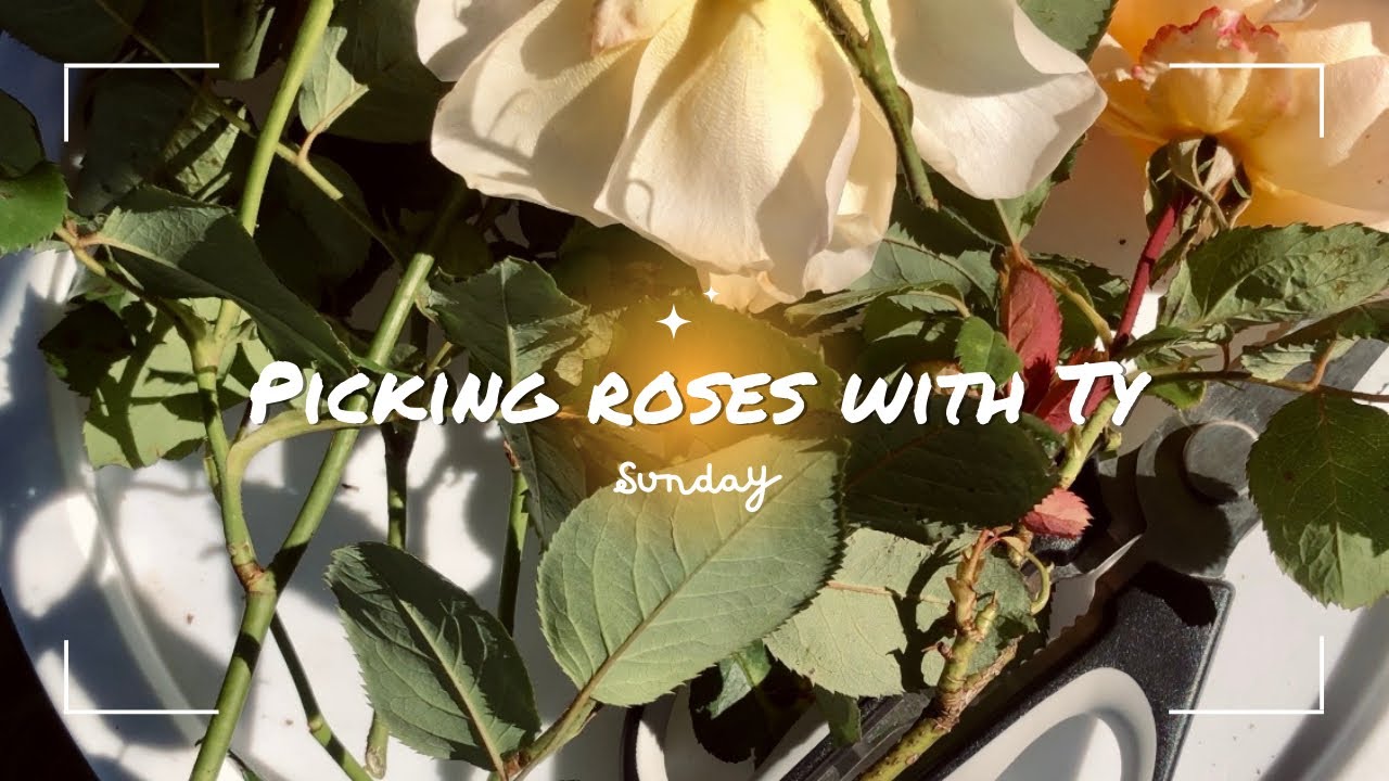 How I keep my Sundays interesting and bring energy to live every day ...