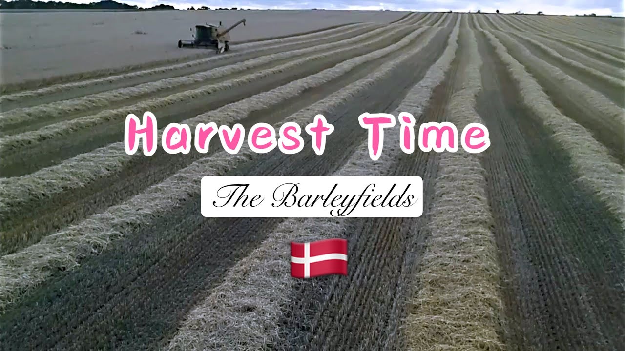 Harvesting Winter Barley | The Effectivity of Farming In Denmark - YouTube