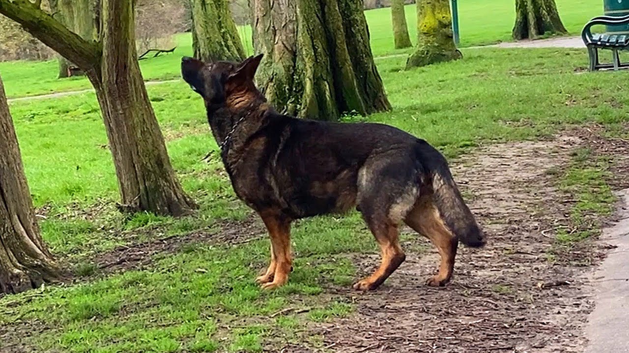 Daily walk in the park with my working line german shepherd dog - YouTube