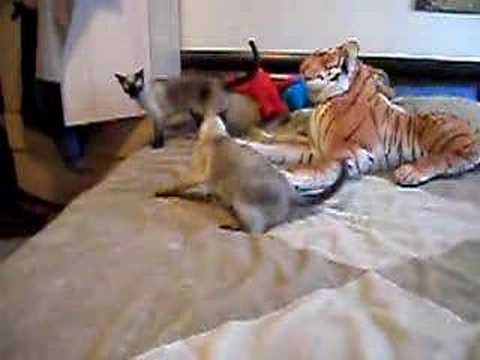 Siamese Cat Fight - YouTube