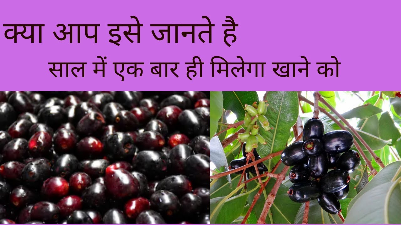 jamun khane k fayde | जामुन के फायदे | jamun kaise khaye | jamun khane ...
