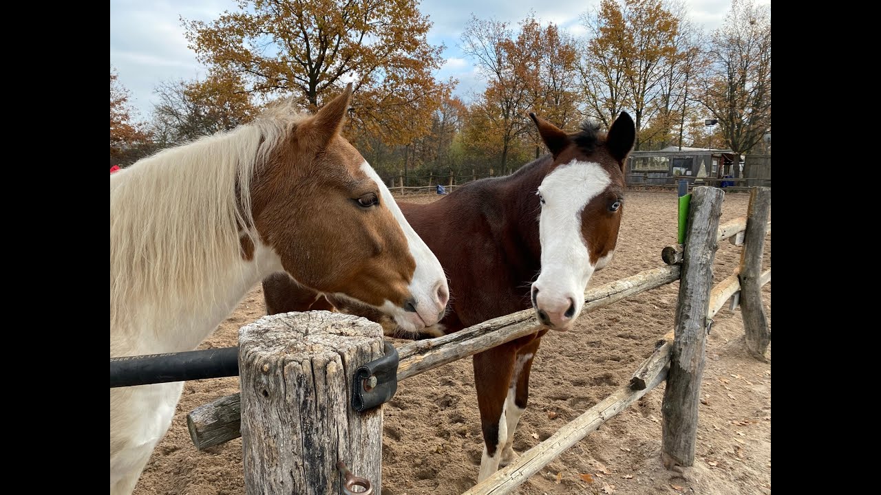 Old River Ranch - wo sich Tiere und Menschen wohlfühlen dürfen - YouTube