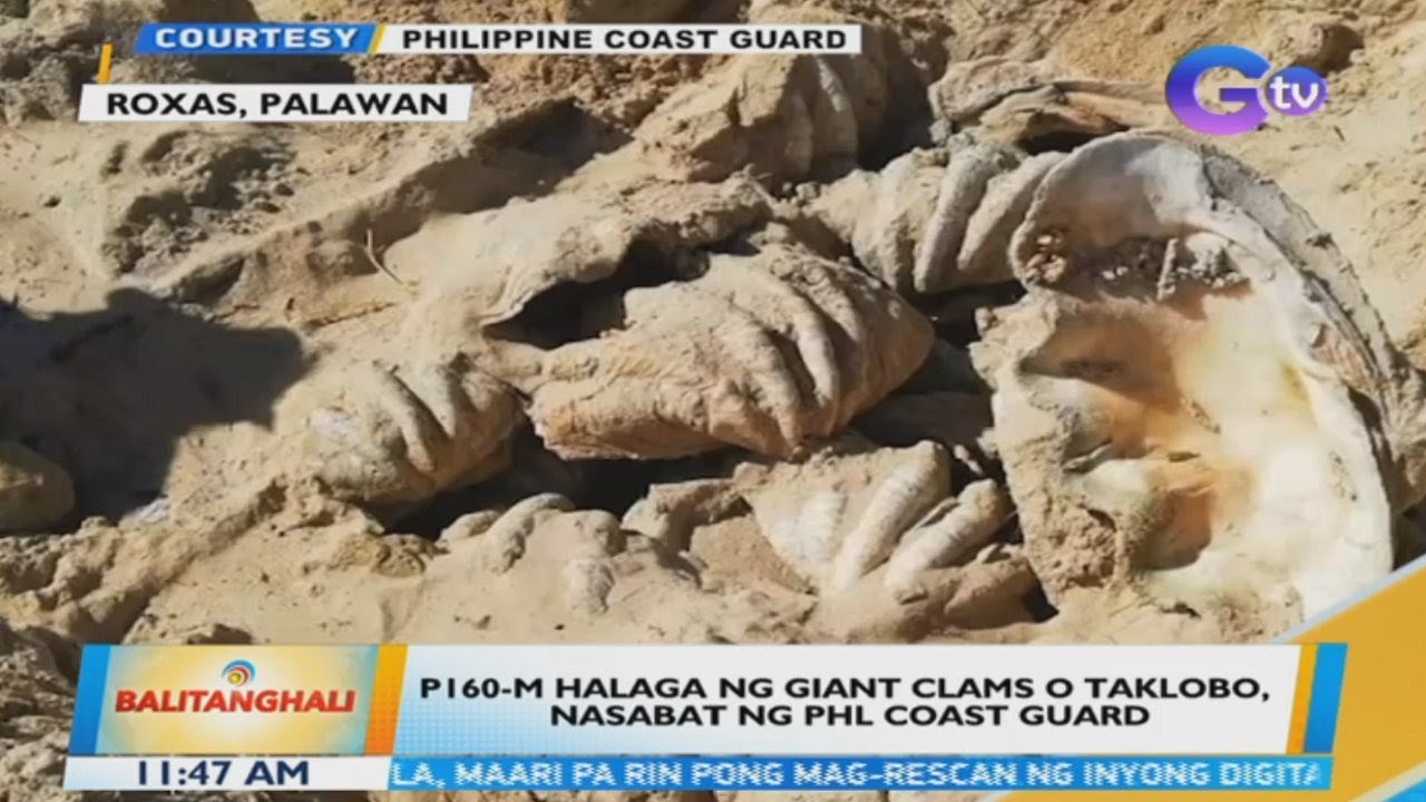 P160-M halaga ng giant clams o taklobo, nasabat ng PHL Coast Guard | BT ...