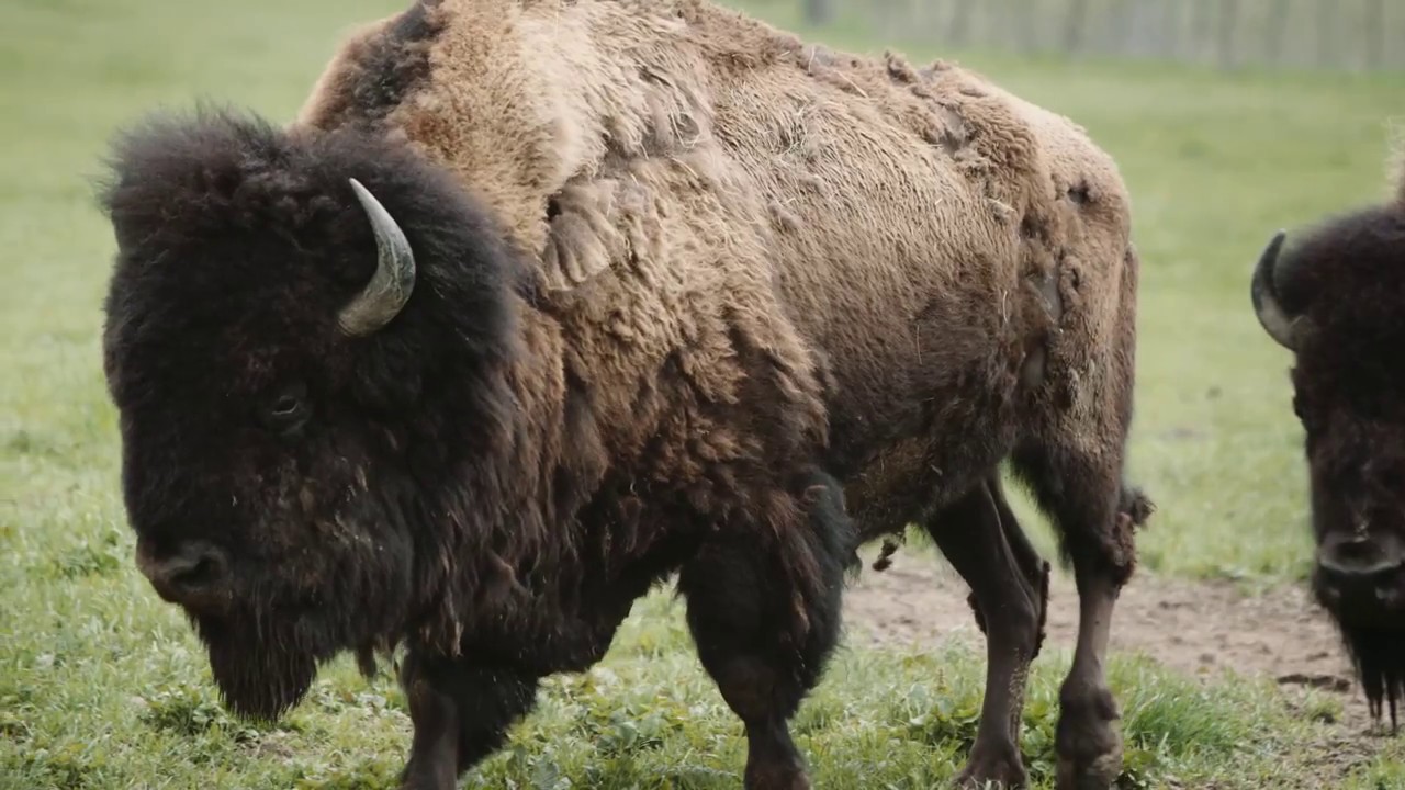 TATONKA The Bison Brand Part I - YouTube