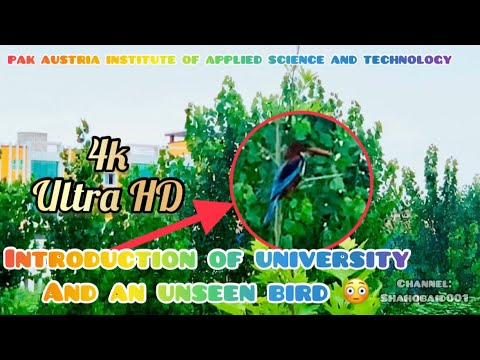 PAF-IAST | introduction |haripur | mang lake | ultra HD 4k| unique bird ...